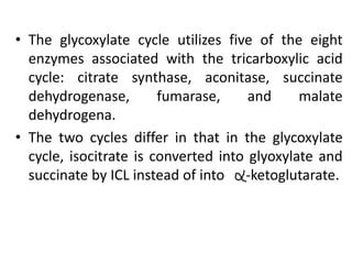 TCA & glyoxylate cycle | PPTX