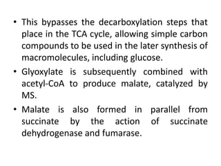 TCA & glyoxylate cycle | PPTX