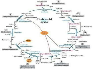 TCA & glyoxylate cycle | PPTX