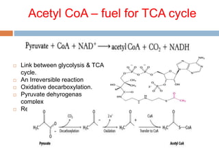 TCA & glyoxylate cycles.pptx
