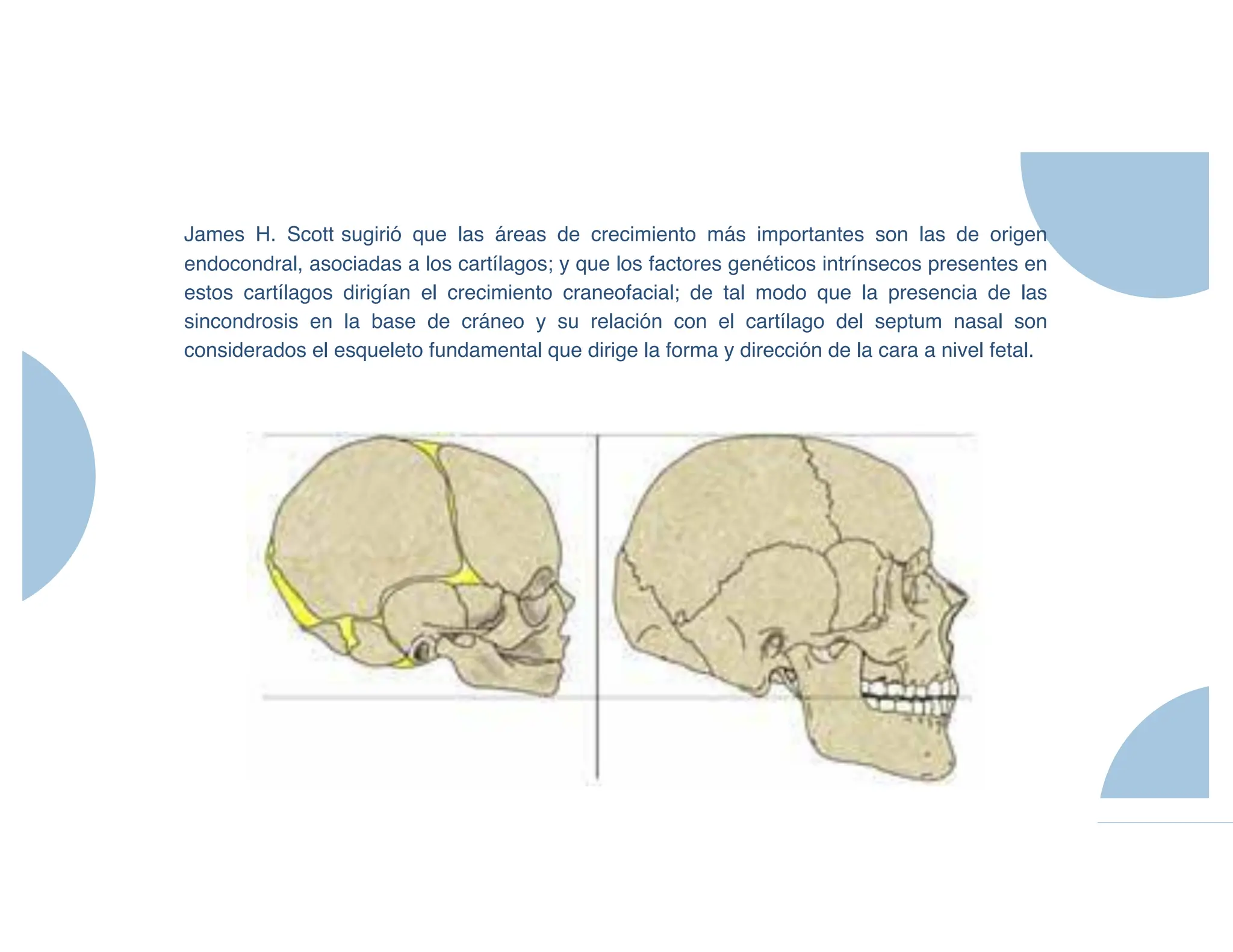 teorias del crecimiento craneofacial. orto | PDF