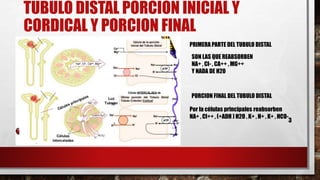 TCD) TUBULO CONTORNEADO DISTAL.pptx