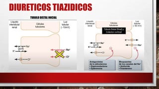 TCD) TUBULO CONTORNEADO DISTAL.pptx
