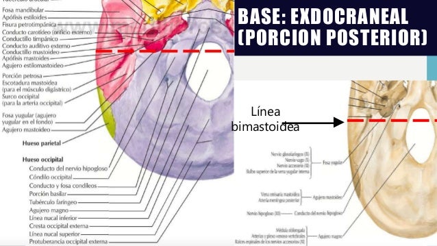 TRAUMA CRANEOENCEFALICO