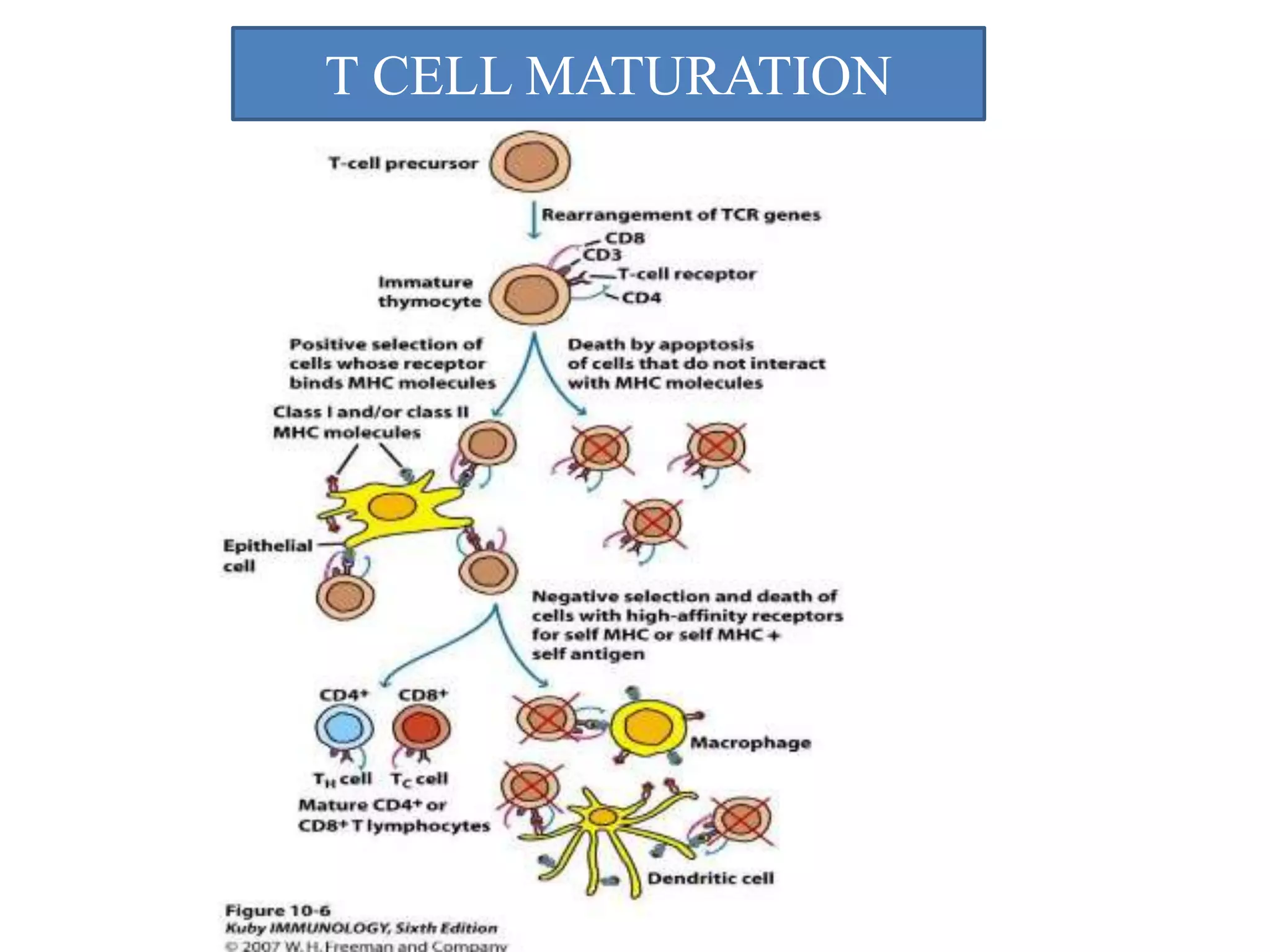 T CELL ACTIVATION.pptx