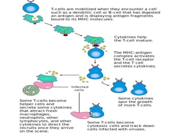 T CELL ACTIVATION.pptx | Chemistry | Science