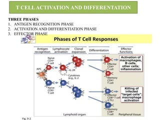 T CELL ACTIVATION.pptx