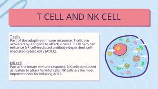 T cell and nk cell mediated cytotoxicity.pptx