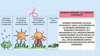 T cell and nk cell mediated cytotoxicity.pptx