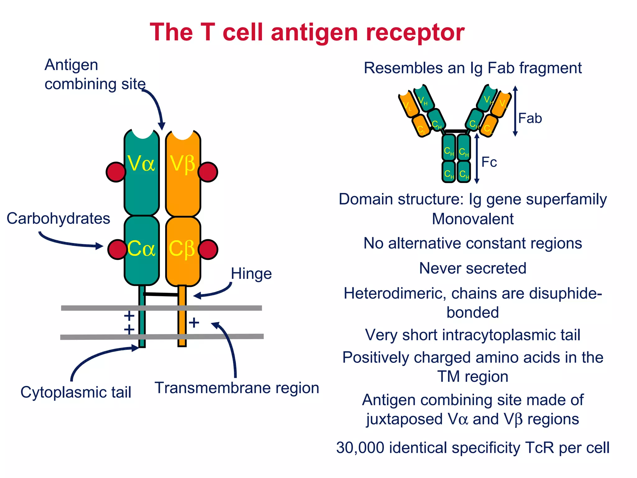 T Cell Antigen Receptor | PPT