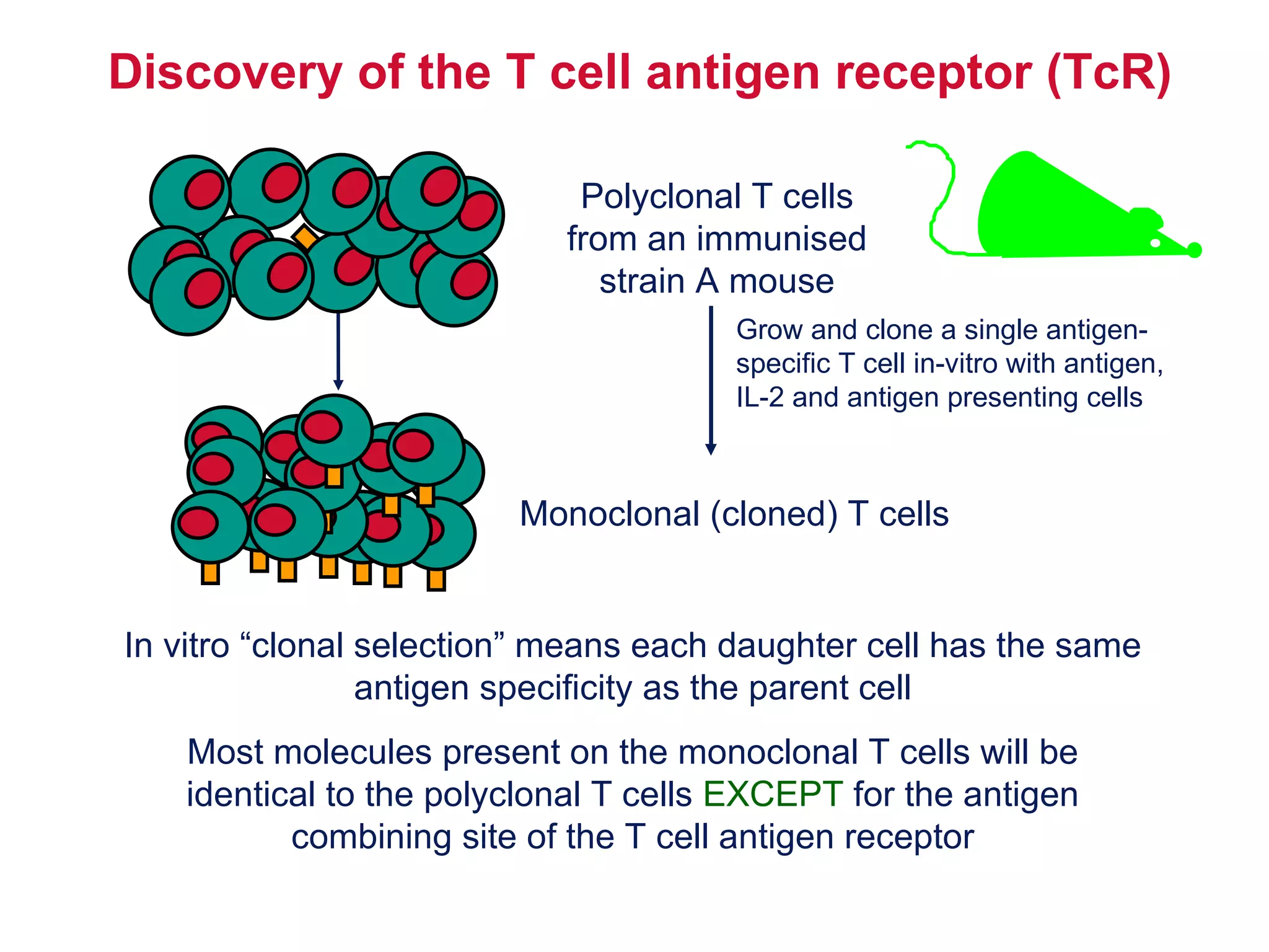 T Cell Antigen Receptor | PPT