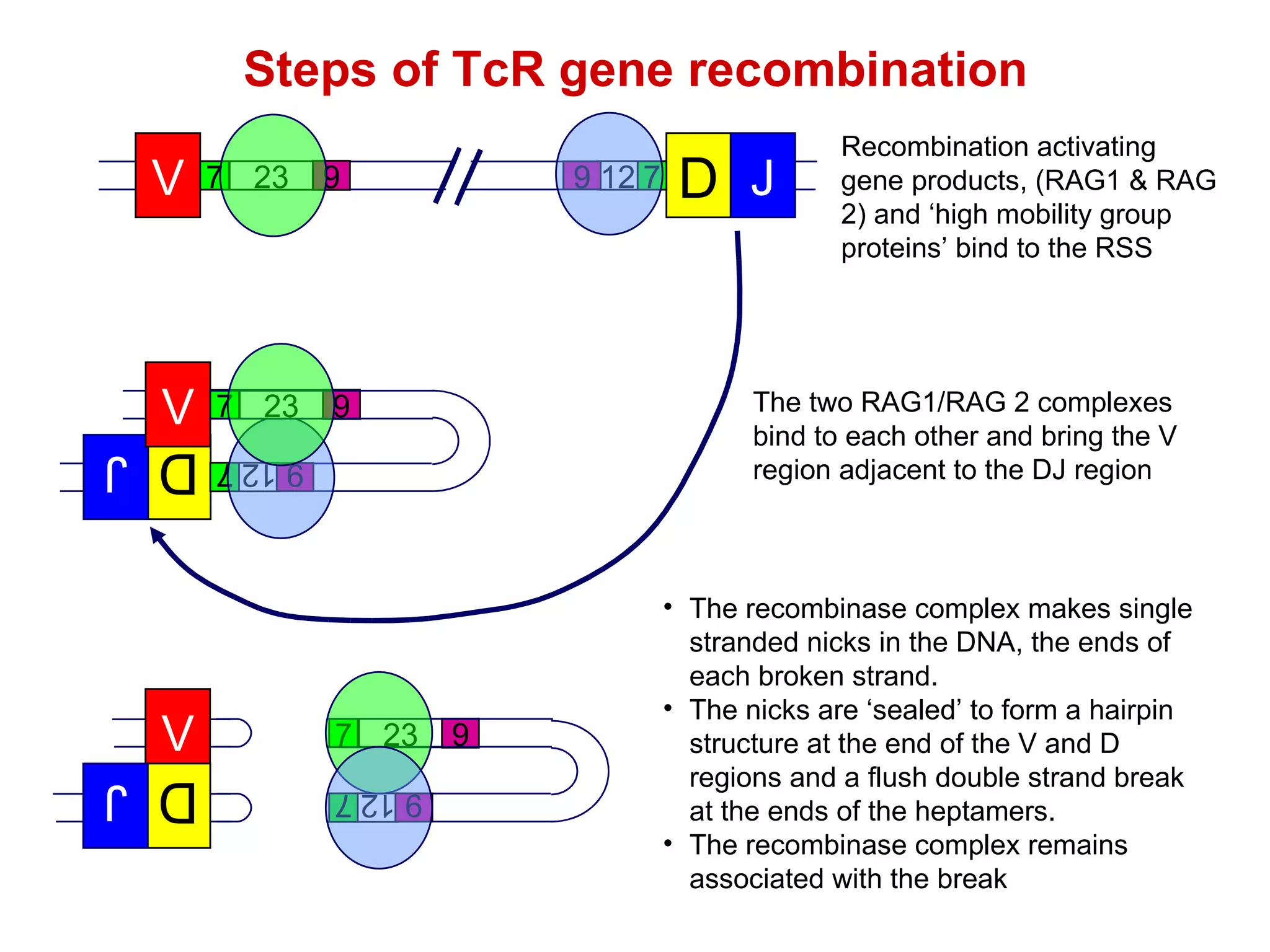 T Cell Antigen Receptor | PPT