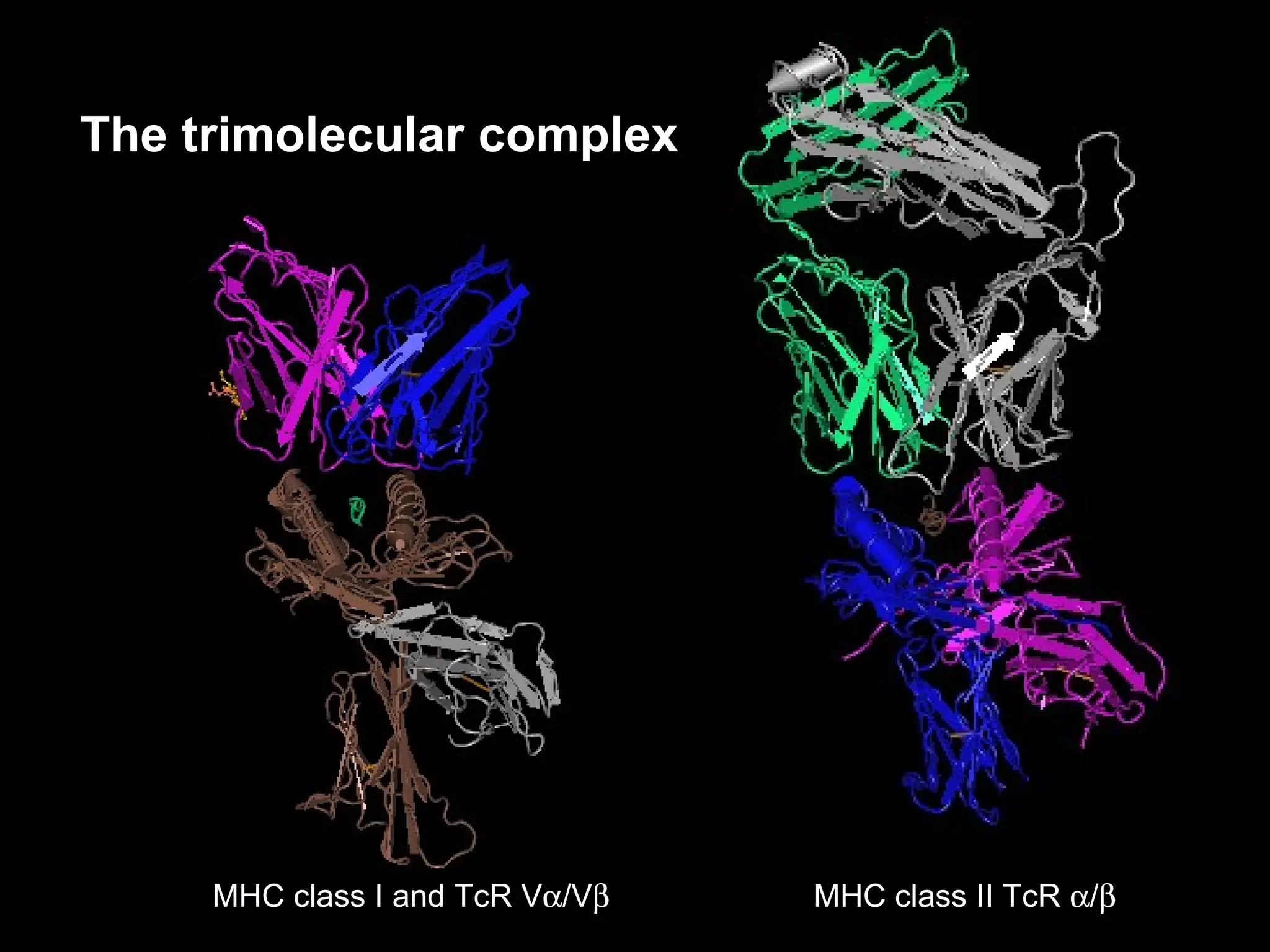 T Cell Antigen Receptor | PPT