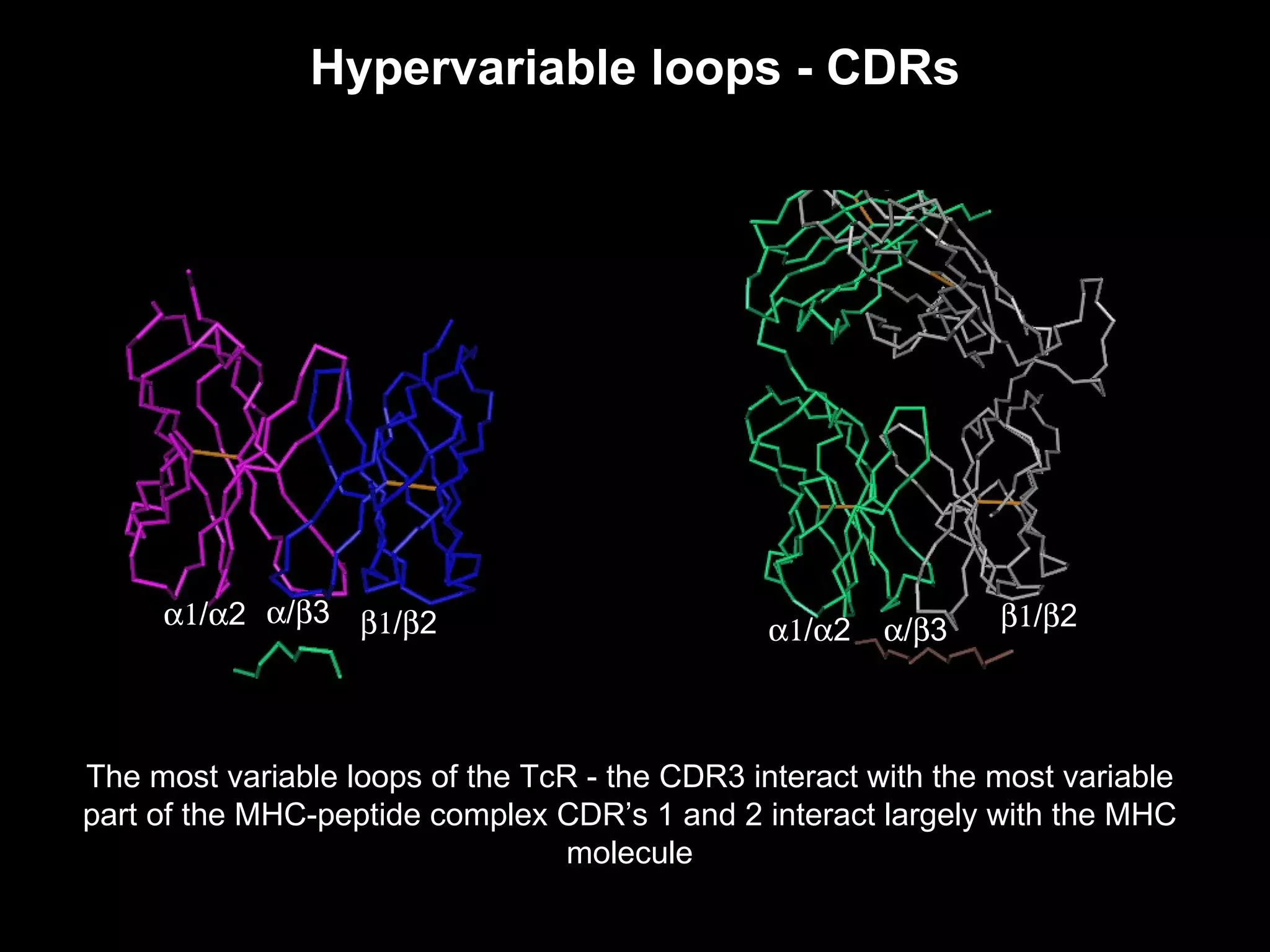 T Cell Antigen Receptor | PPT