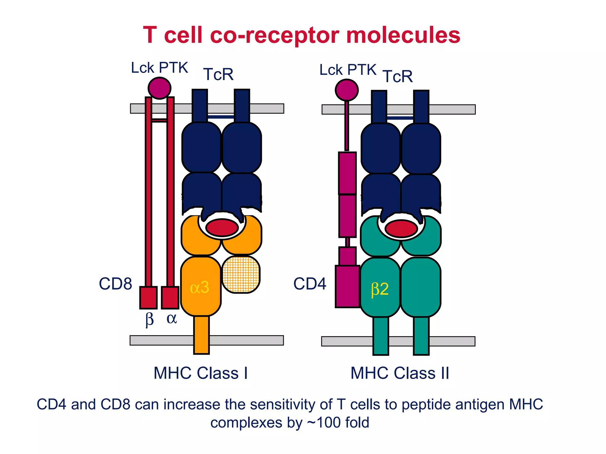T Cell Antigen Receptor | PPT