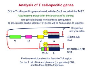 T Cell Antigen Receptor | PPT