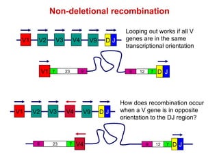T Cell Antigen Receptor | PPT