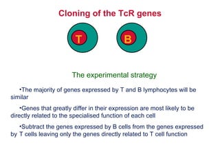 T Cell Antigen Receptor | PPT