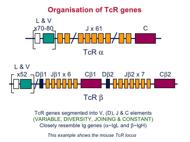 T Cell Antigen Receptor