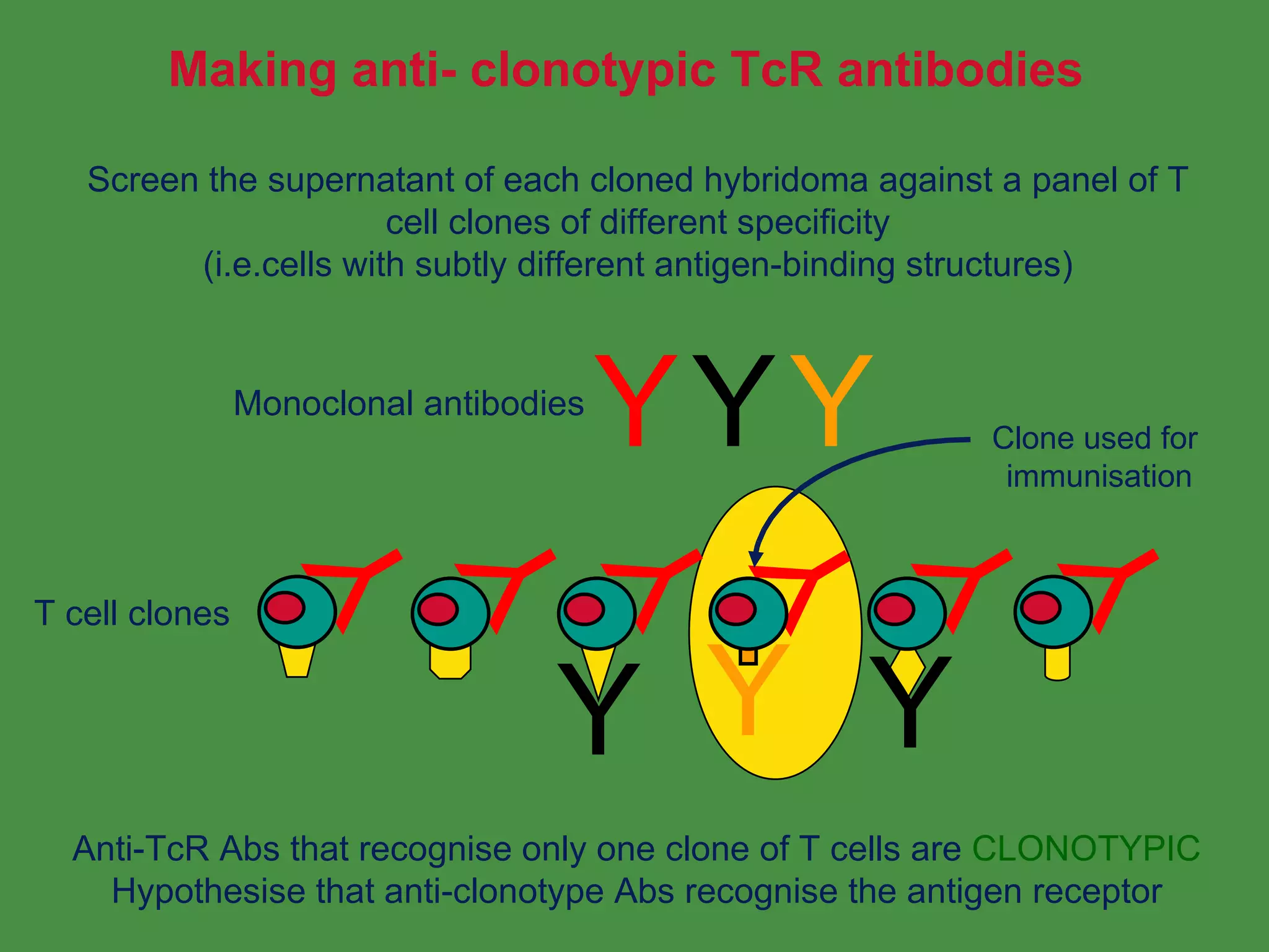 T Cell Antigen Receptor | PPT