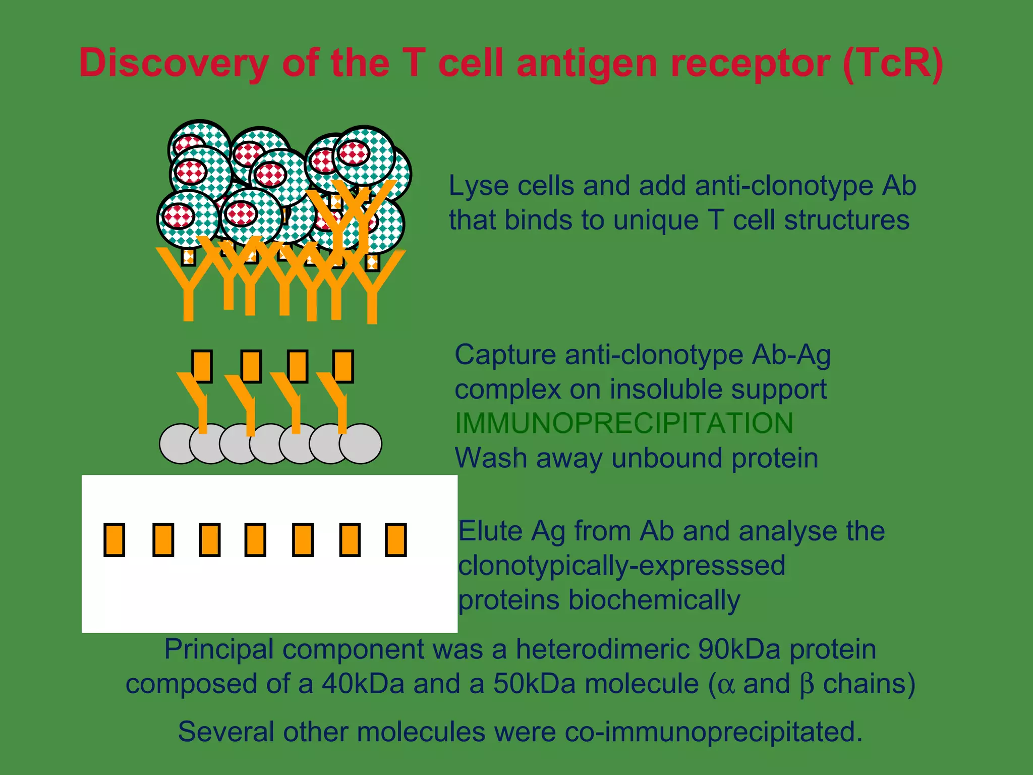 T Cell Antigen Receptor | PPT