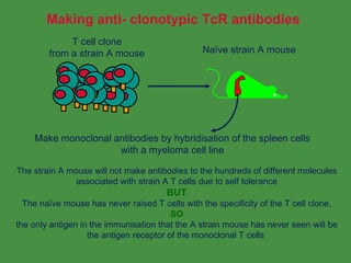 T Cell Antigen Receptor | PPT