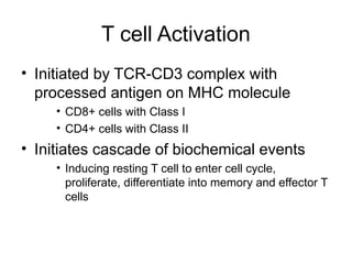 T cell development is an important event in immune system. | PPT