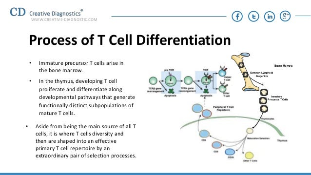 T cell differentiation-Creative Diagnostics
