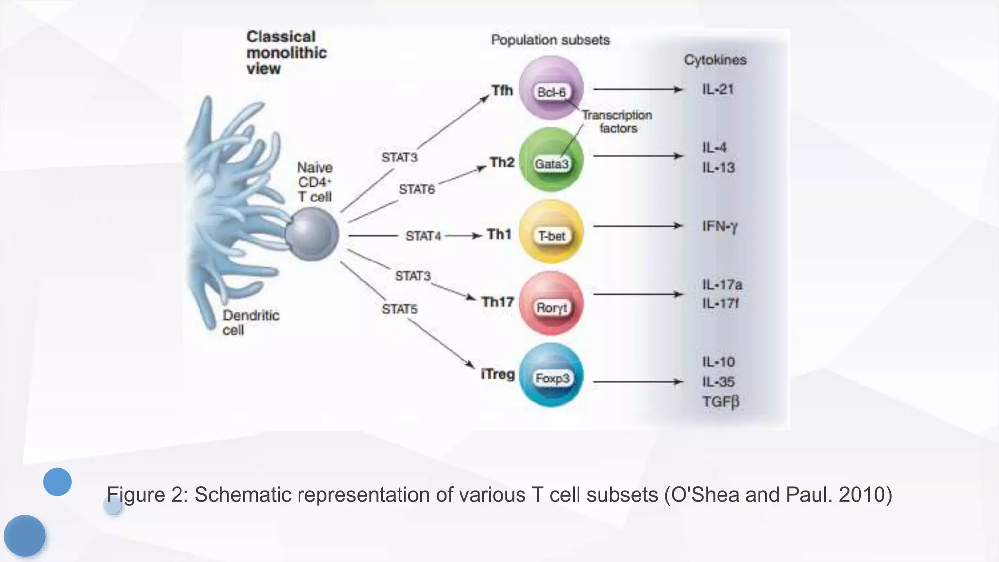 T cell infiltration | PPTX