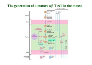 T cell maturation050406 | PDF