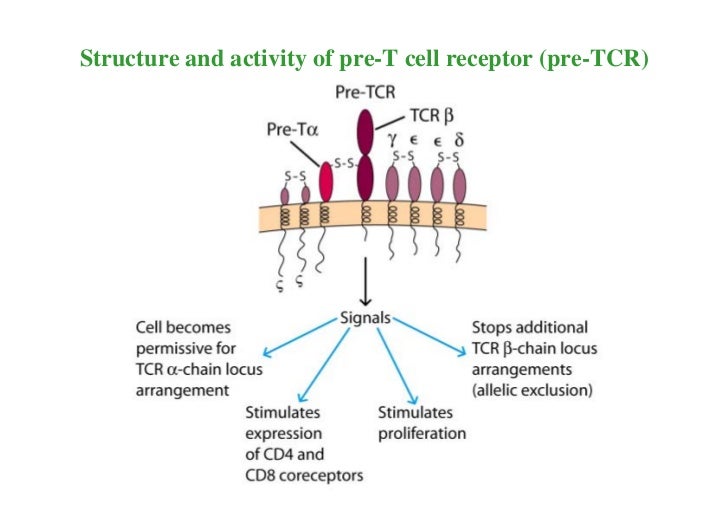 T cell maturation050406