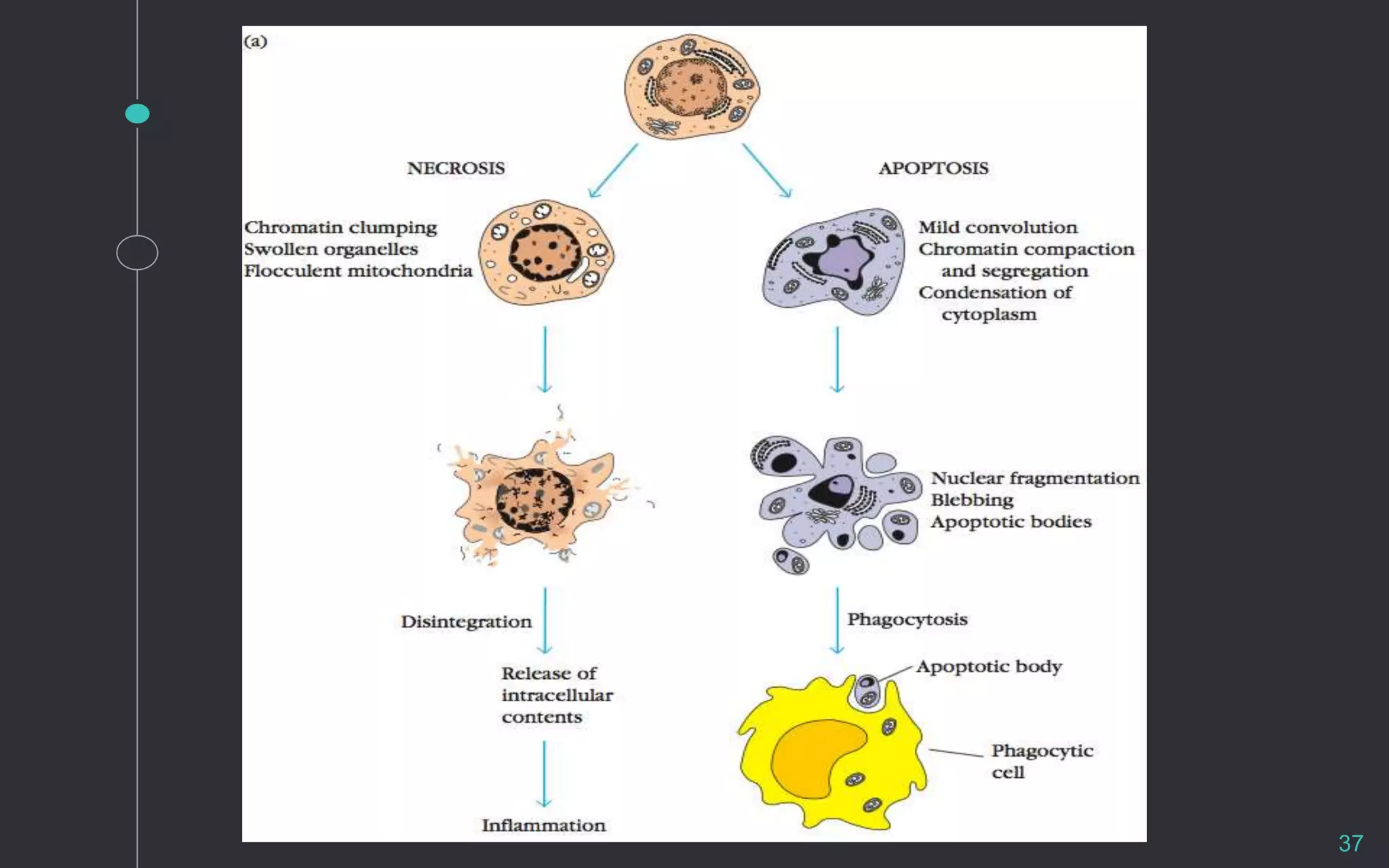 T cell mediated immune response Rashmi PGI 2022 | PPTX