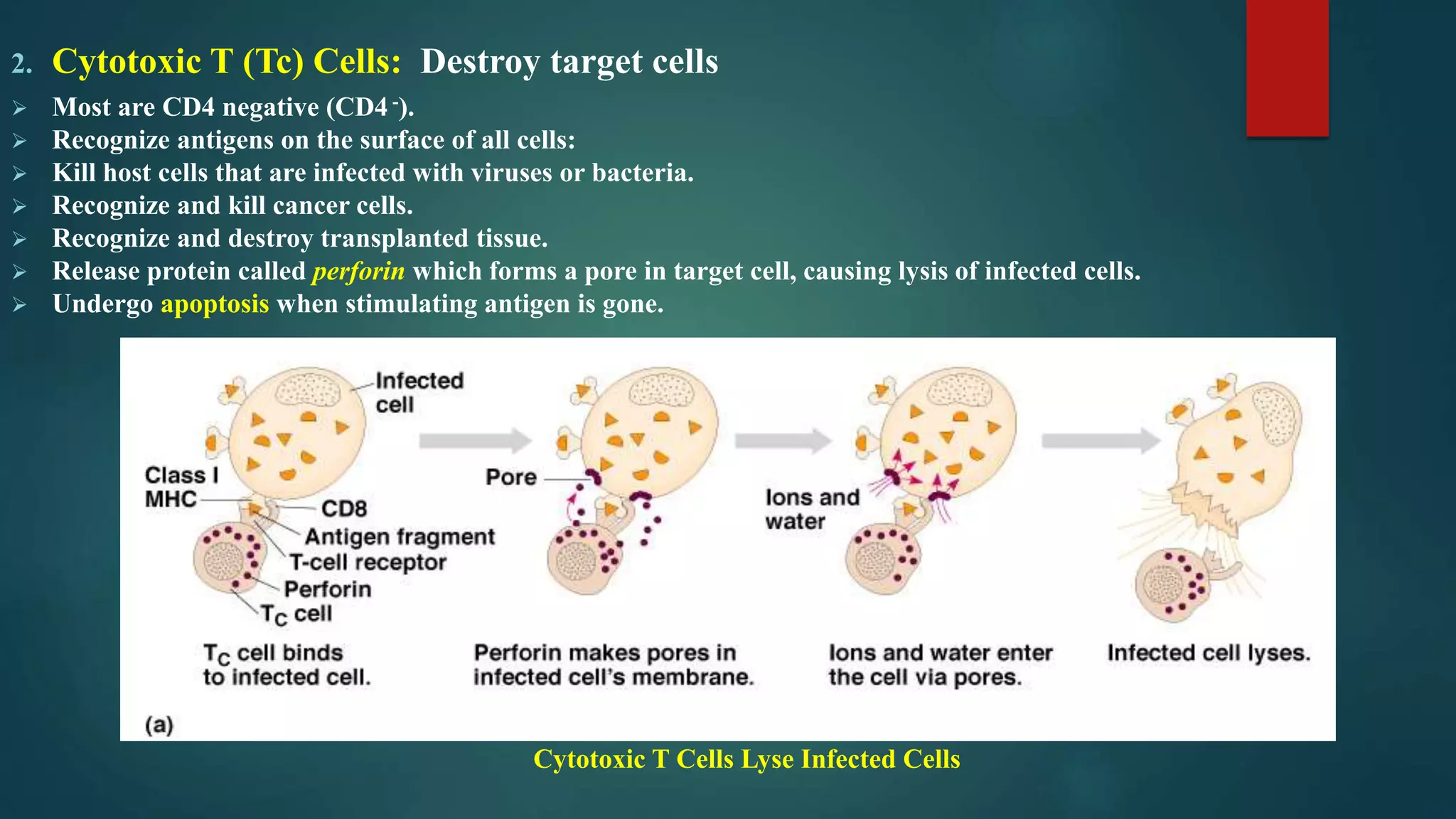 T cell mediated immunity | PPTX