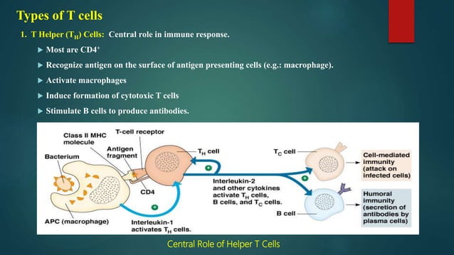 T cell mediated immunity | PPTX