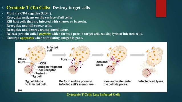 T cell mediated immunity | PPTX