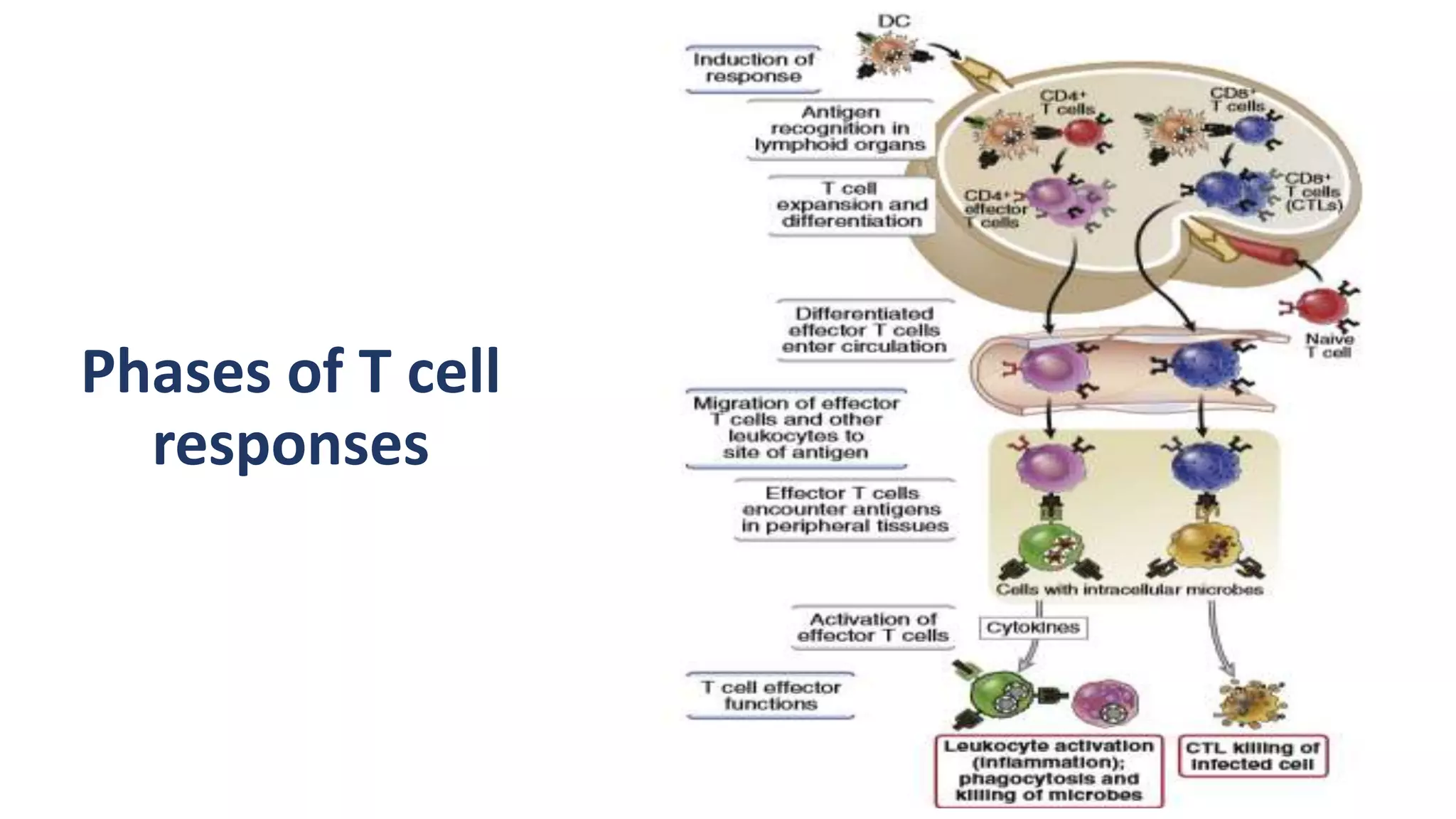 T cell mediated immunity | PPTX