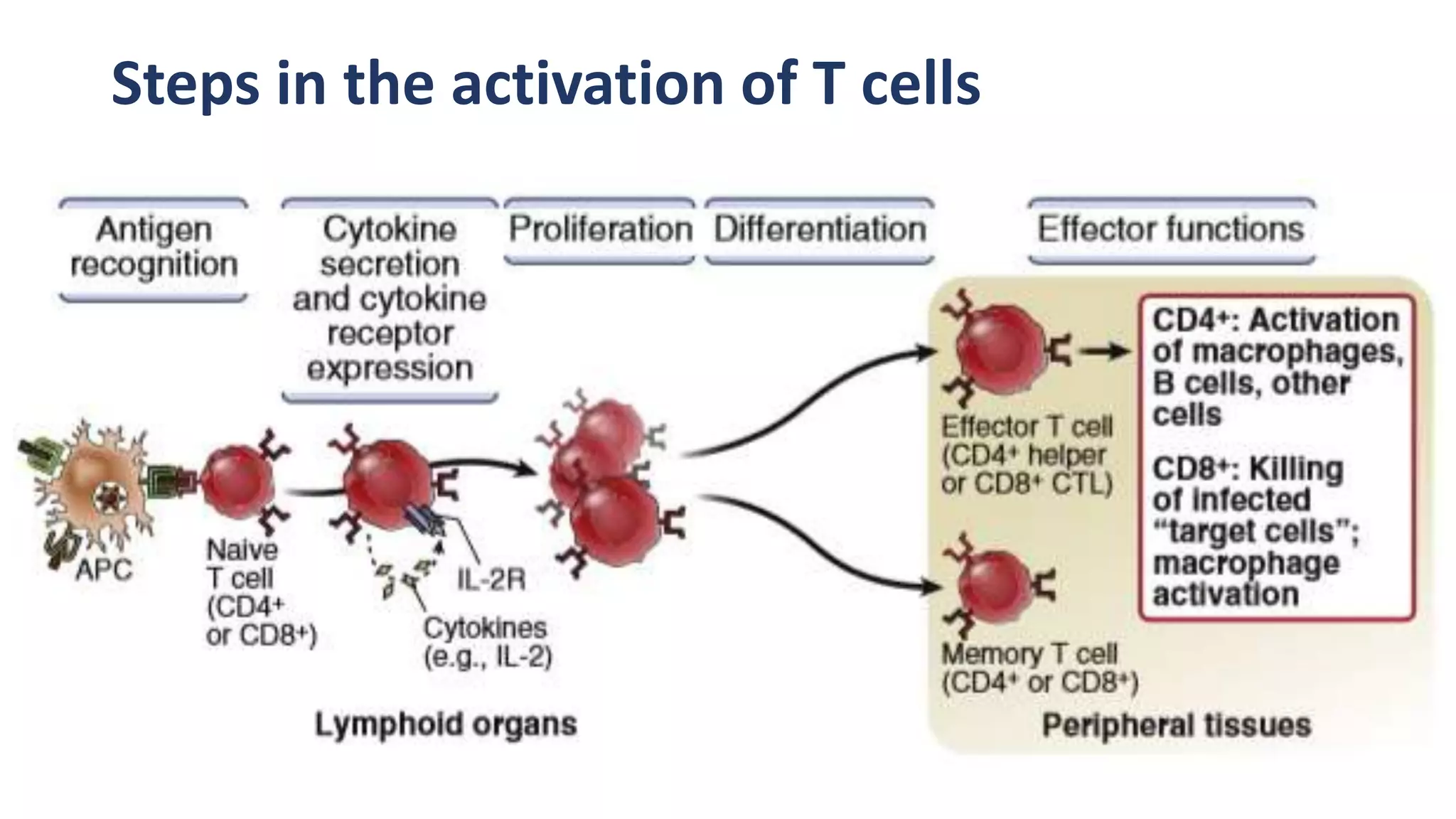 T cell mediated immunity | PPTX