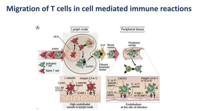T cell mediated immunity | PPTX