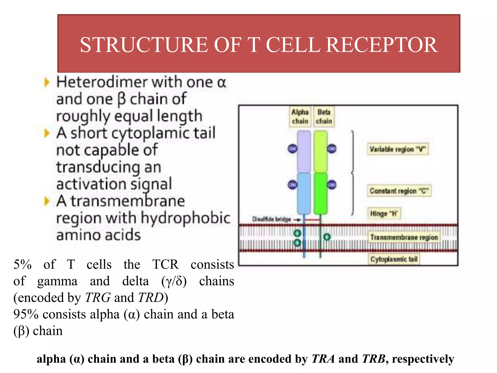 T CELL RECEPTOR.pptx