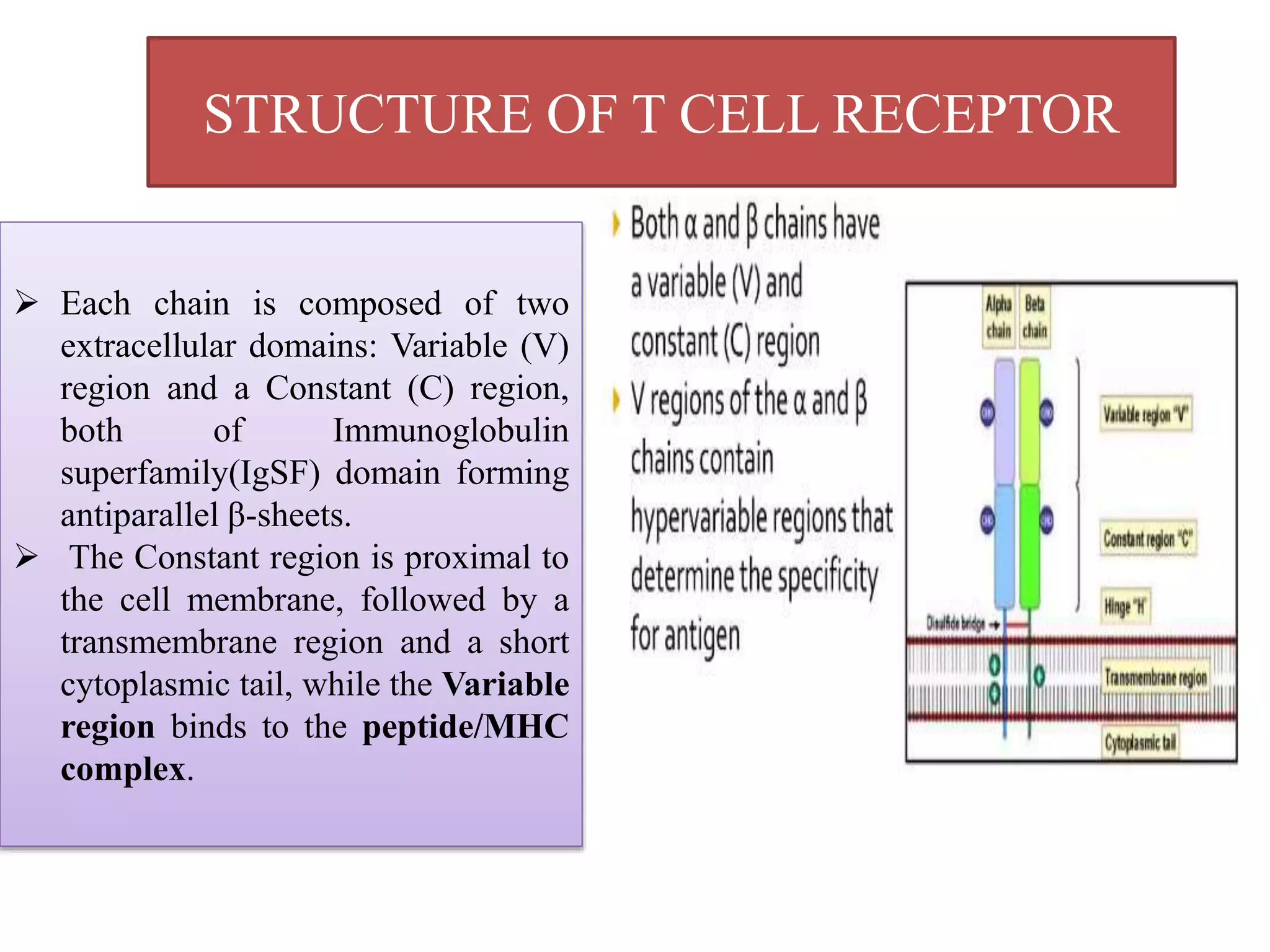 T CELL RECEPTOR.pptx