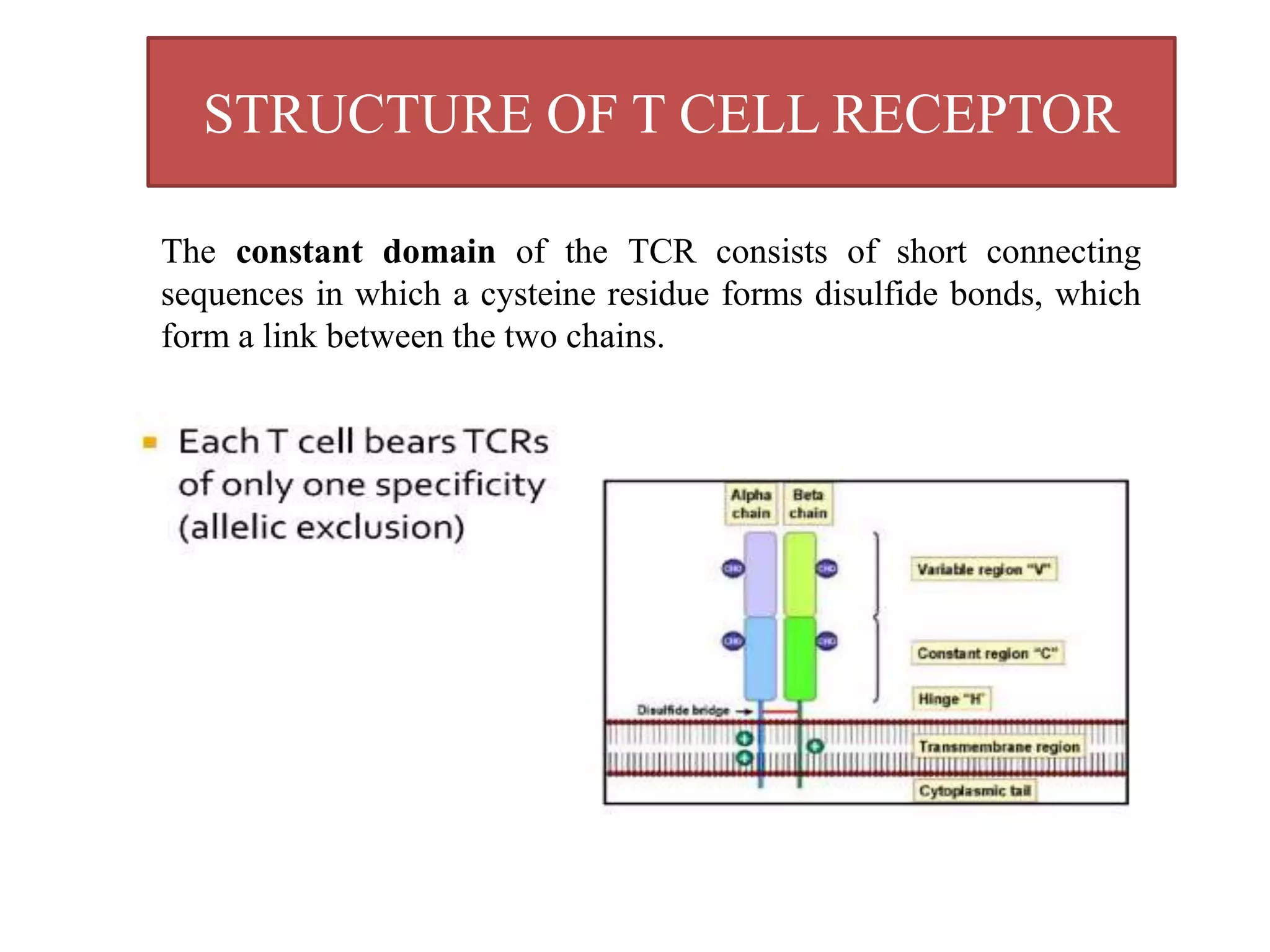 T CELL RECEPTOR.pptx