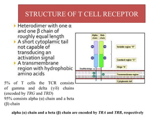 T CELL RECEPTOR.pptx