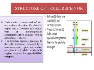 T CELL RECEPTOR.pptx