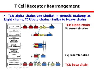 T Cell Receptor & Ig Supergene Family.pptx