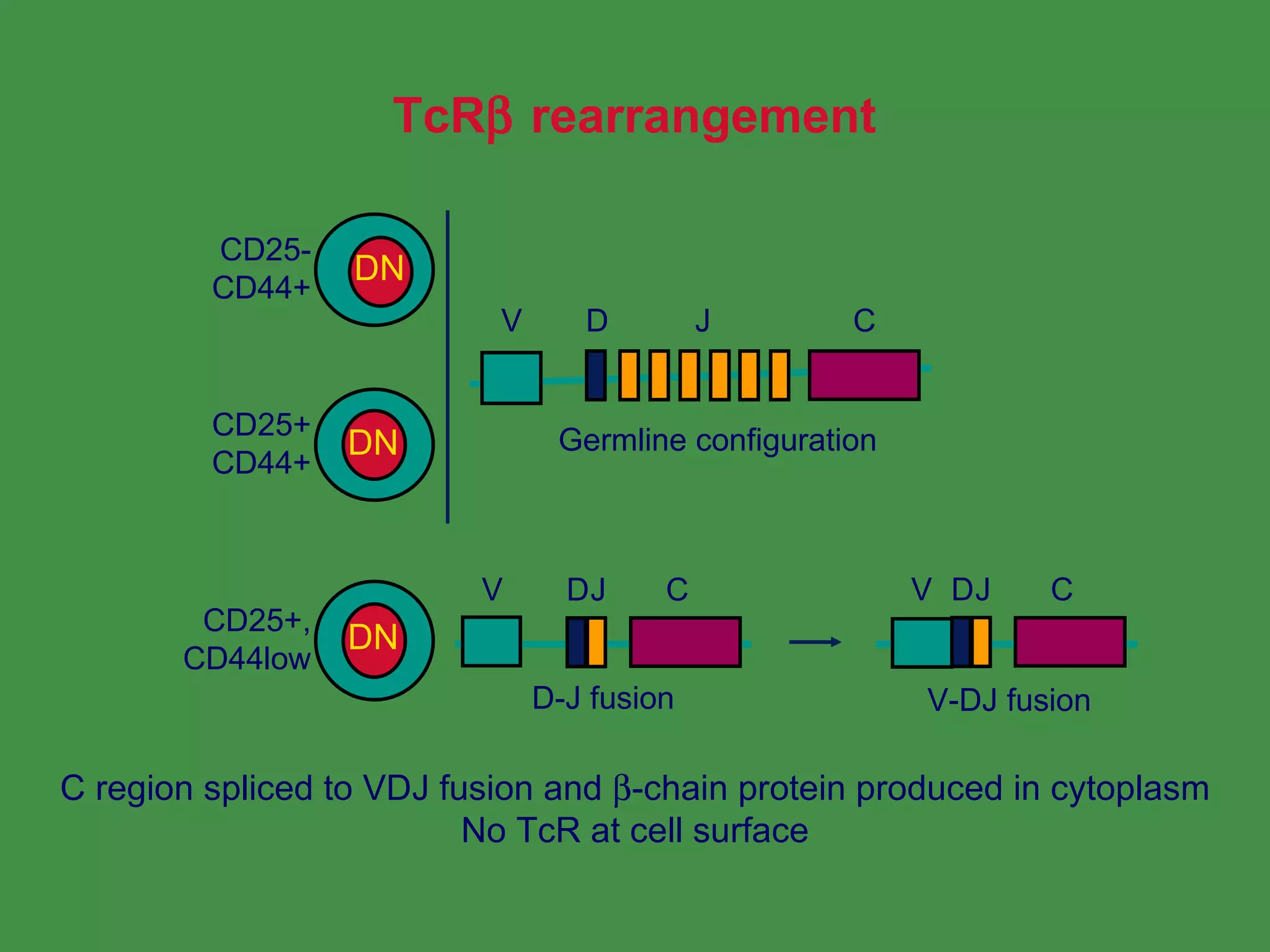 T Cell Repertoire & Self Tolerance | PPT