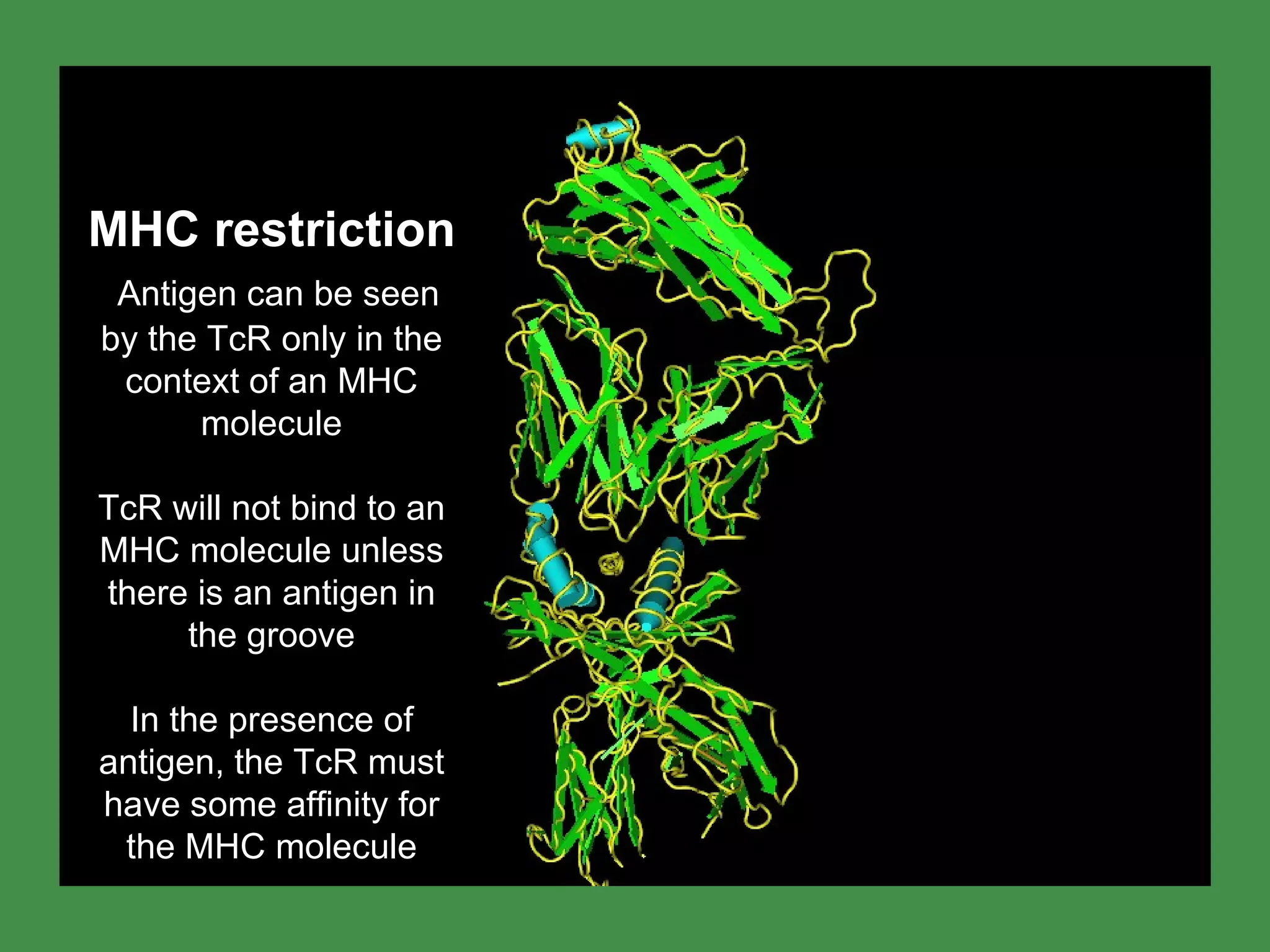 T Cell Repertoire & Self Tolerance | PPT