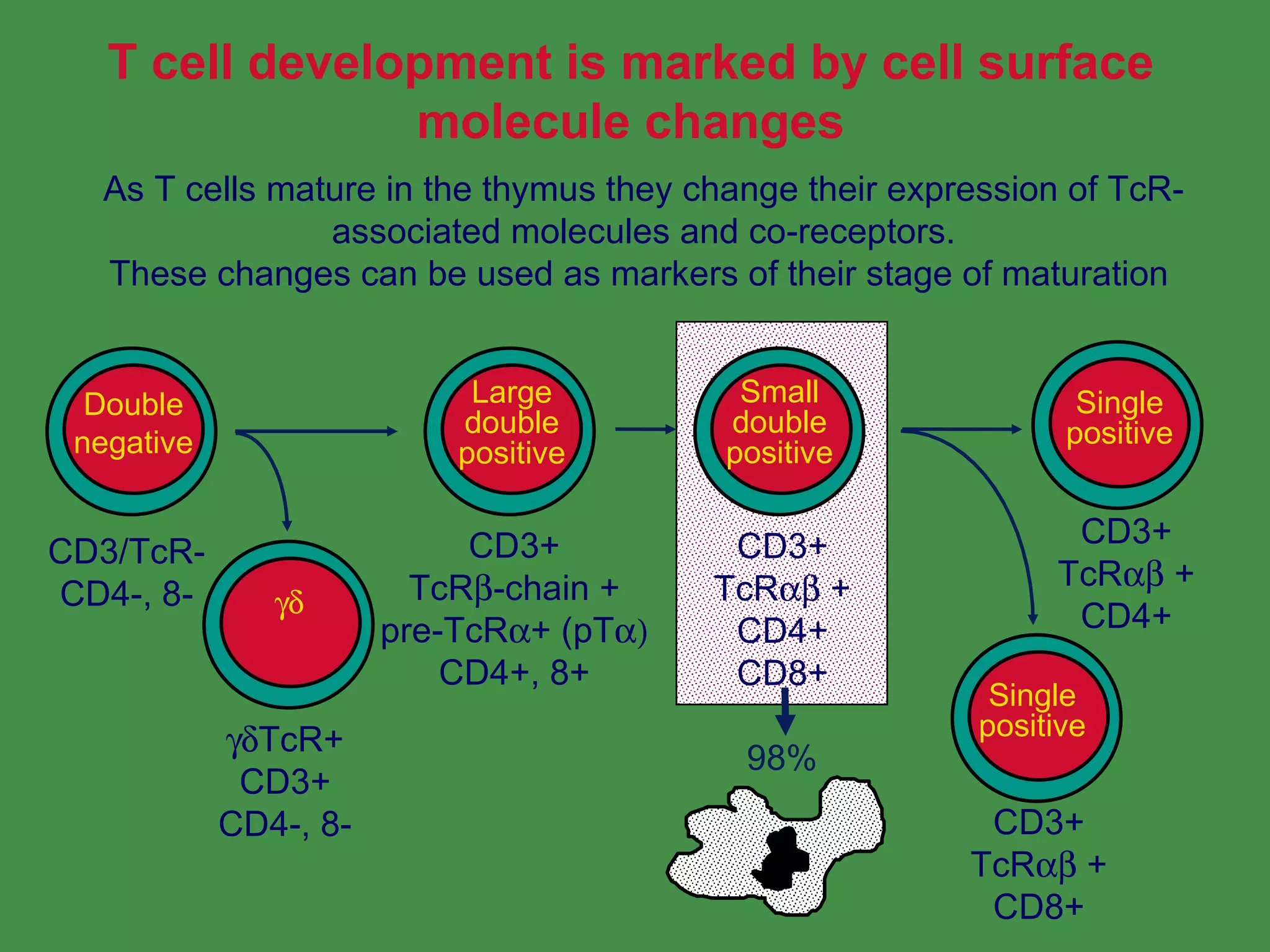 T Cell Repertoire & Self Tolerance | PPT