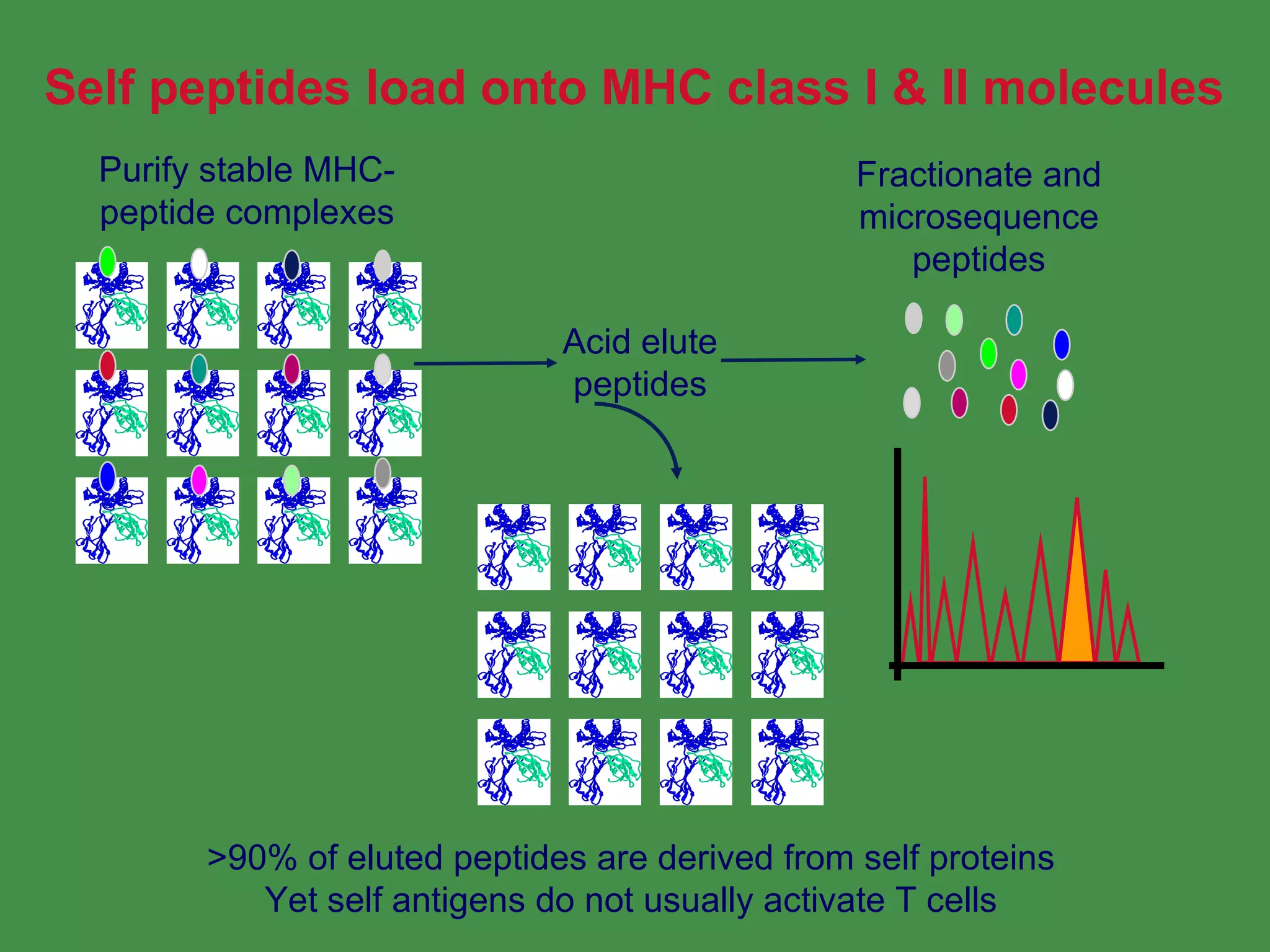 T Cell Repertoire & Self Tolerance | PPT