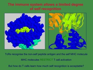 T Cell Repertoire & Self Tolerance | PPT