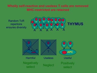 T Cell Repertoire & Self Tolerance | PPT